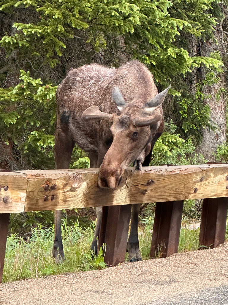 Collections | The Hobo Wine Company